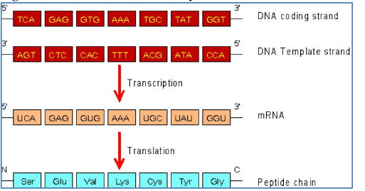 Solved DNA Sequence #22 a Coding DNA strand GAT GA GGT ATT | Chegg.com