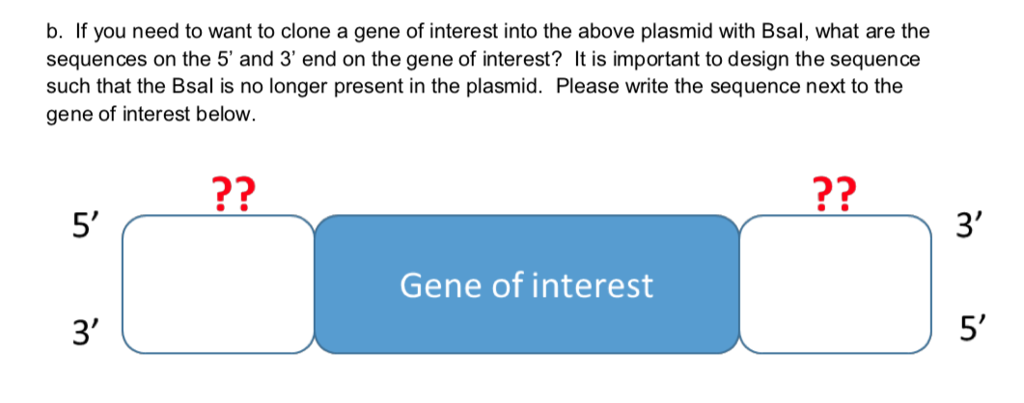 Solved a. After digestion with Bsal, what is the overhang | Chegg.com