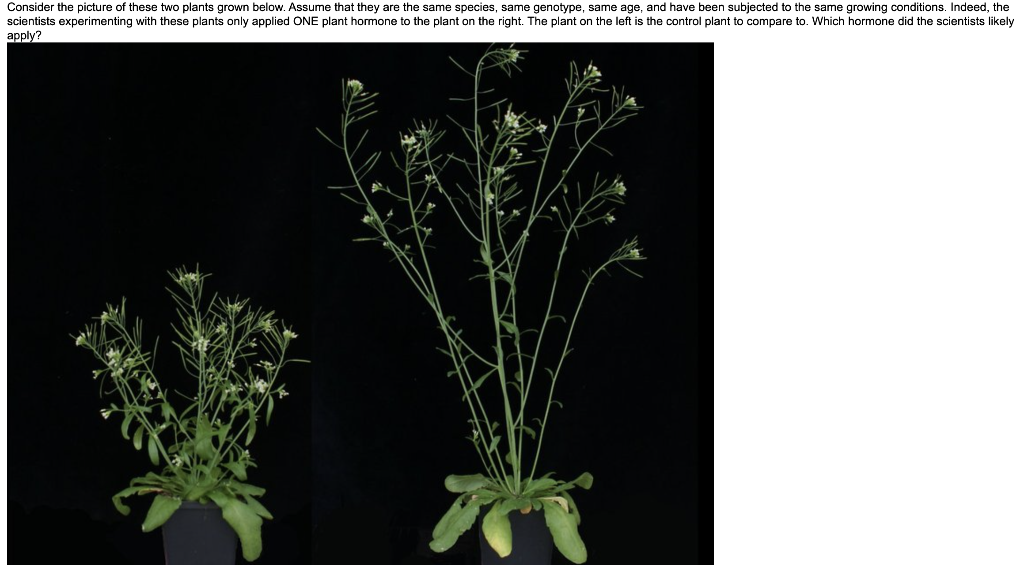 Solved Consider the picture of these two plants grown below. | Chegg.com