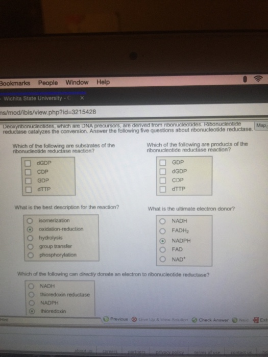 Solved Deoxynbonucleotides which are DNA precursors, are | Chegg.com