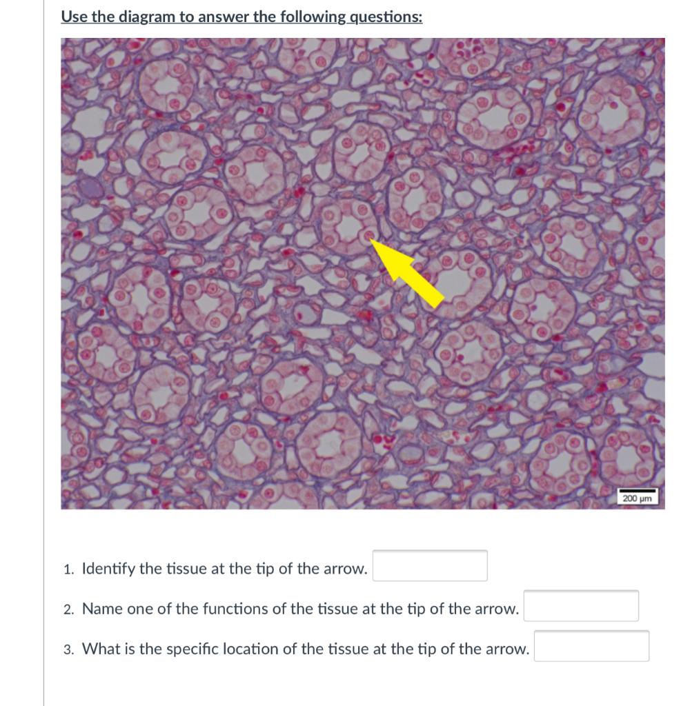 Solved Use the diagram to answer the following questions: | Chegg.com