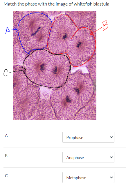 Solved Match the phase with the image of whitefish blastula | Chegg.com