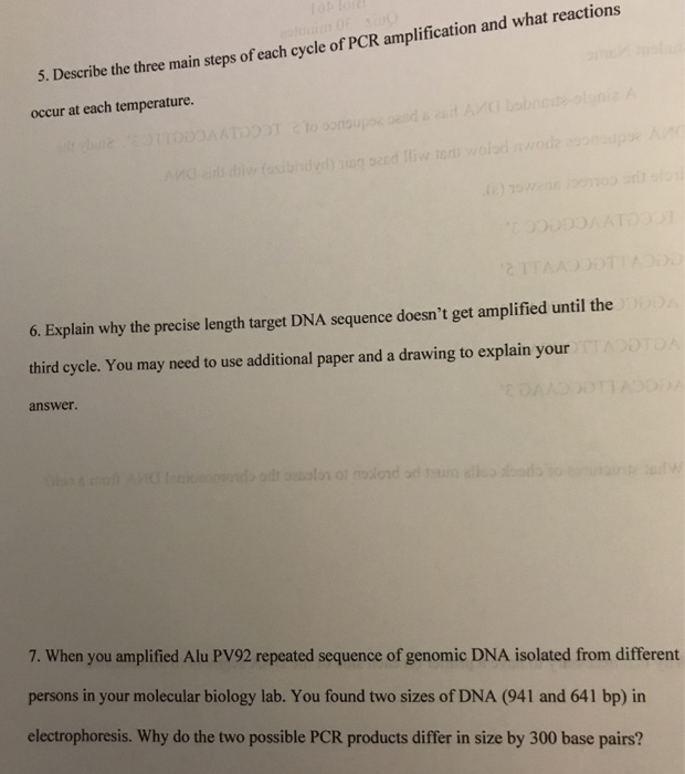 Solved plification and what reactions 5. Describe the three | Chegg.com