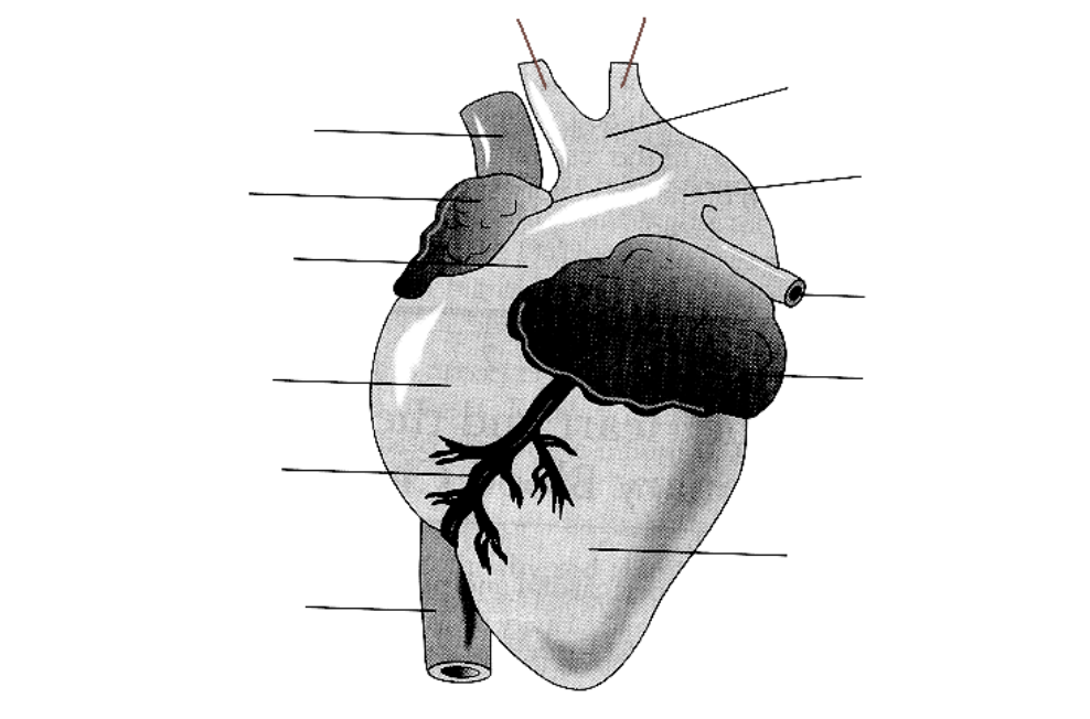 Solved Pig Heart (ventral view) Label the following: right | Chegg.com