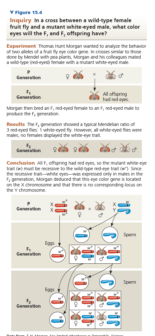 Solved 1) For an X-linked gene, who usually shows a | Chegg.com