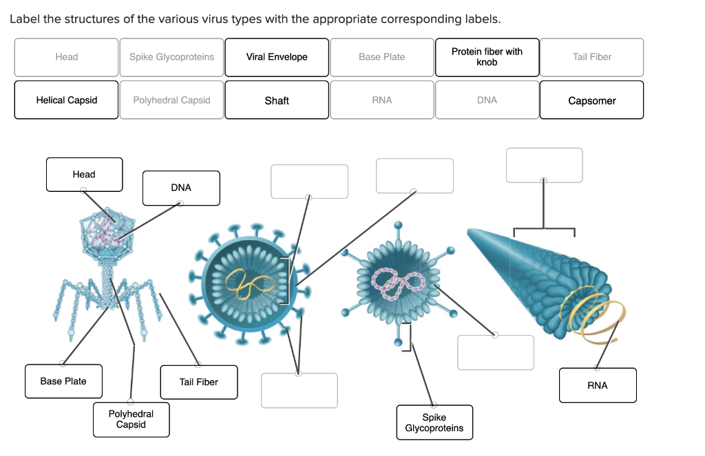 Solved Label the structures of the various virus types with | Chegg.com