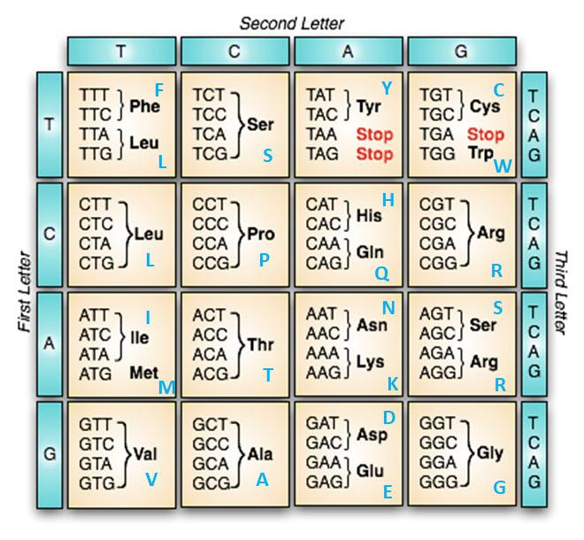 Solved Today you become a cell Given the following DNA | Chegg.com