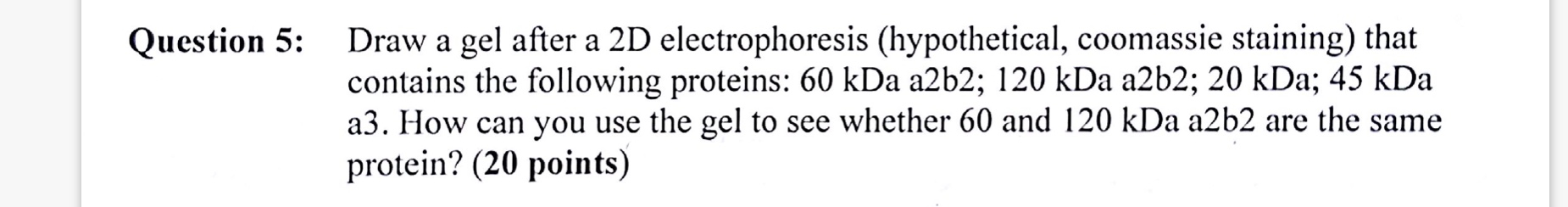 Solved Draw a gel after a 2D electrophoresis (hypothetical, | Chegg.com