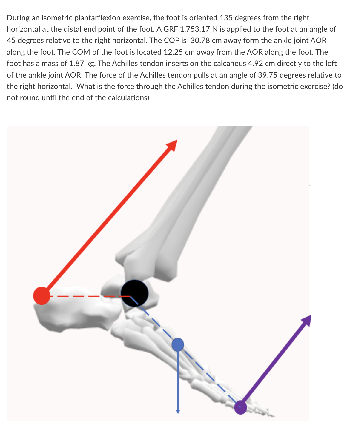 Solved During an isometric plantarflexion exercise, the foot | Chegg.com