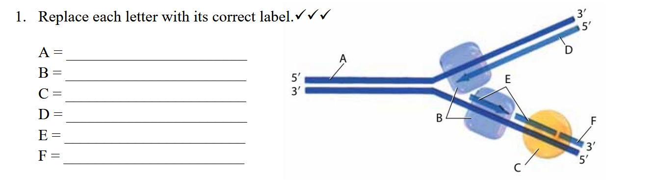 Solved Replace each letter with its correct label. | Chegg.com