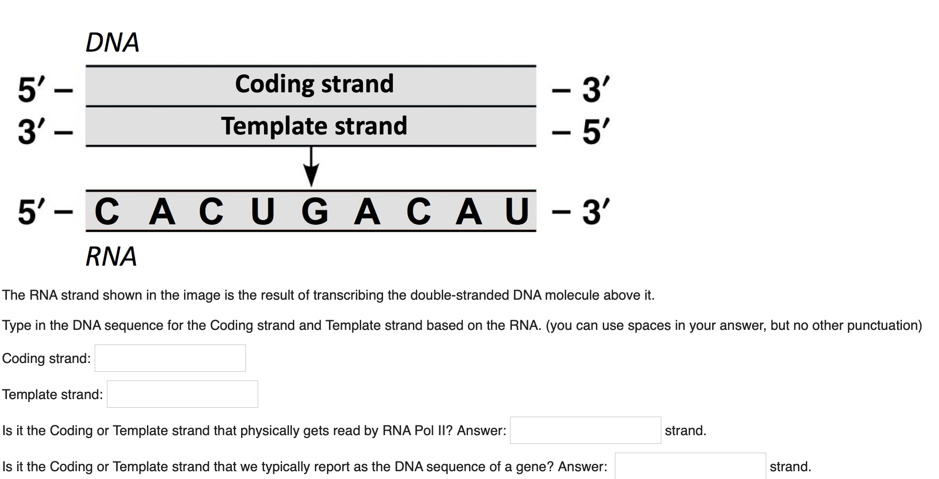 Solved DNA 5 3 Coding Strand Template Strand 3 5 Chegg