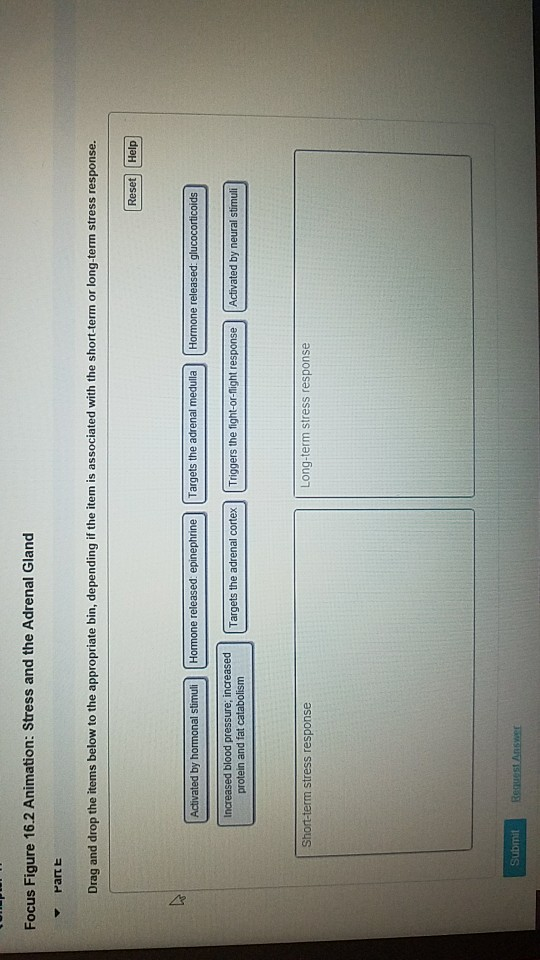Solved Focus Figure 16.2 Animation: Stress and the Adrenal | Chegg.com