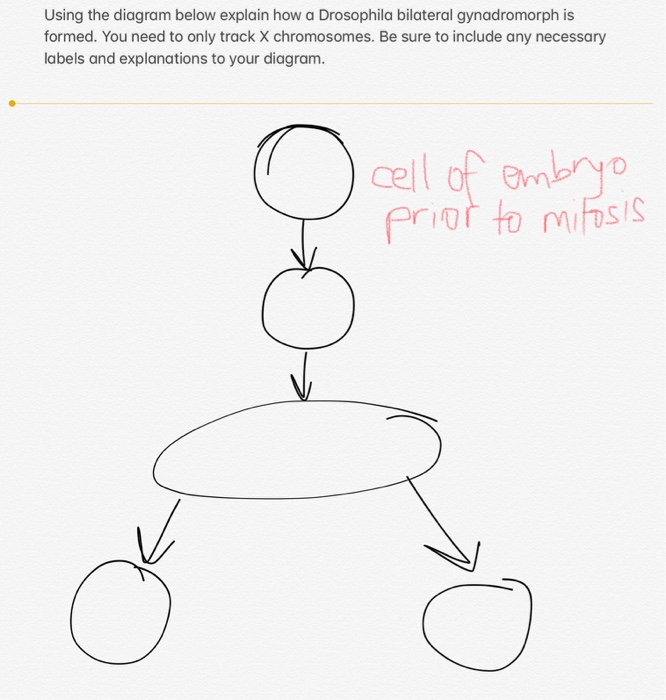 Solved Using the diagram below explain how a Drosophila | Chegg.com