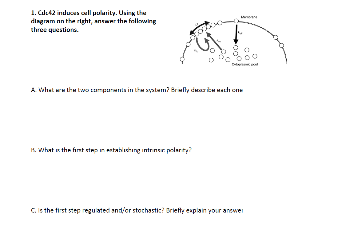 Solved Membrane 1. Cdc42 induces cell polarity. Using the | Chegg.com