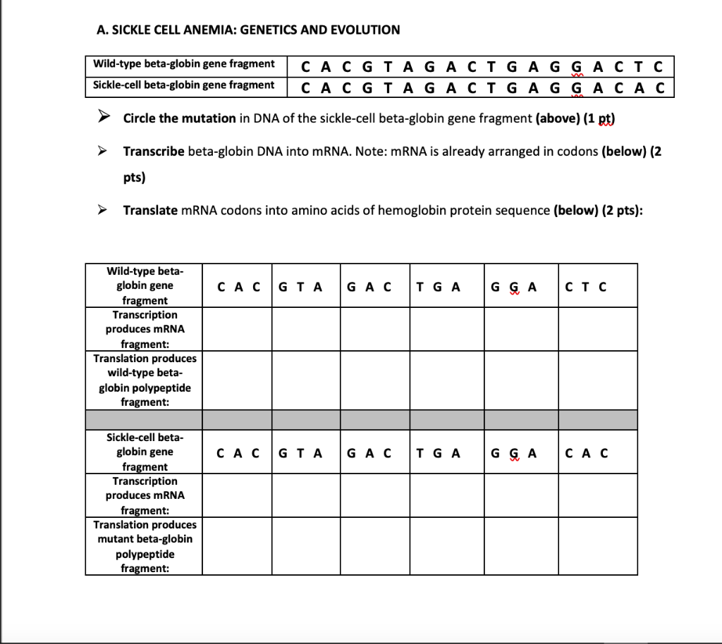 Solved A. SICKLE CELL ANEMIA: GENETICS AND EVOLUTION | Chegg.com