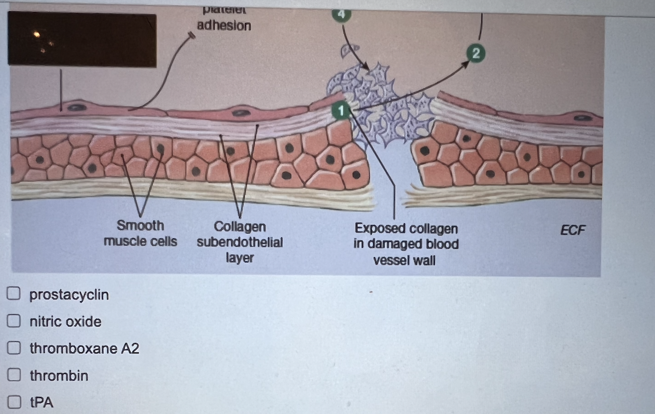 Solved The spread of platelet activation is prevented by | Chegg.com