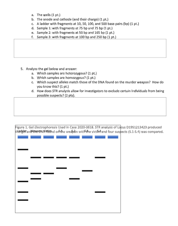 Solved LAB 9 Short Tandem Repeat (STR) Analysis Using PCR | Chegg.com