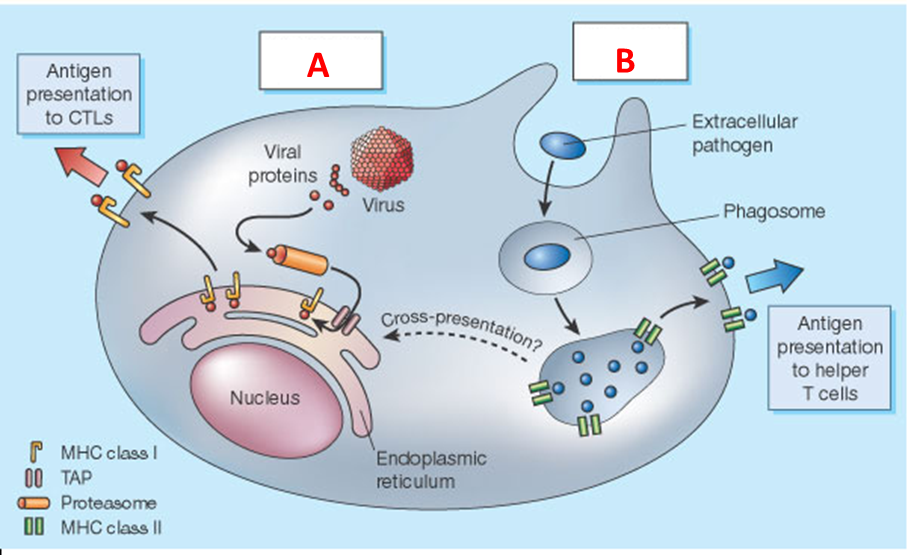 Solved Here is a simplified illustration of how endogenous | Chegg.com