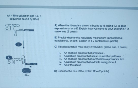 Solved rut = Rho utilization site (ie, a sequence bound by | Chegg.com