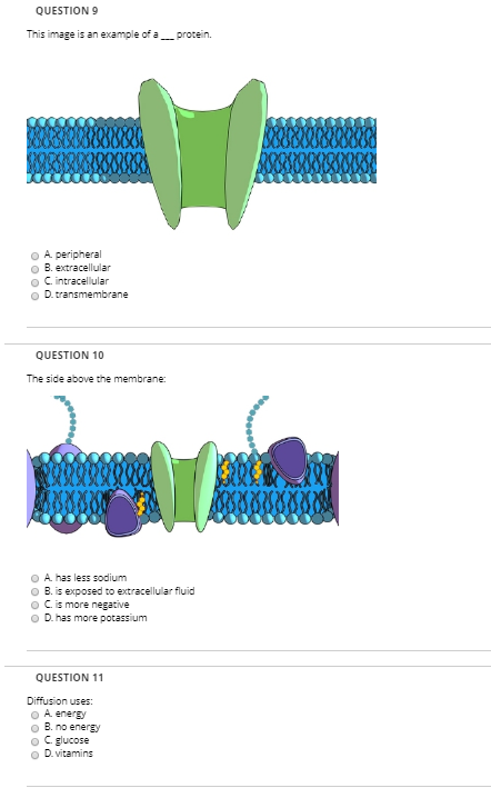 Solved QUESTION 9 This image is an example of a _ protein. | Chegg.com