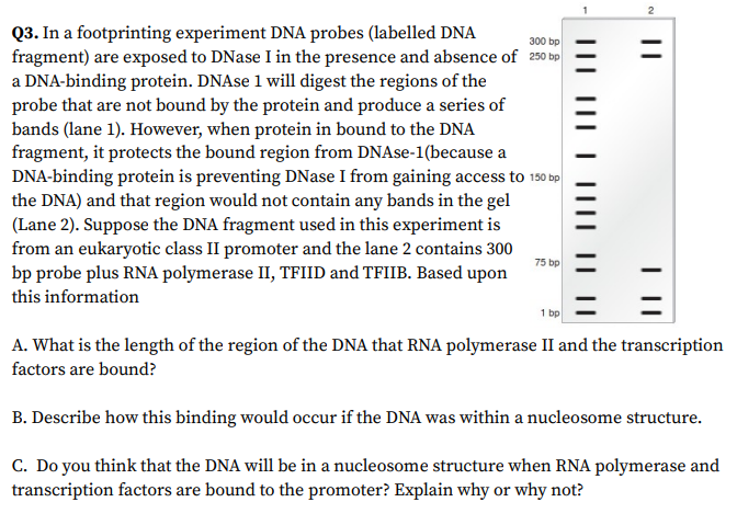 Solved Q3. In a footprinting experiment DNA probes (labelled | Chegg.com