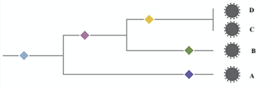 Solved **Each diamond is a mutation** What are the number of | Chegg.com