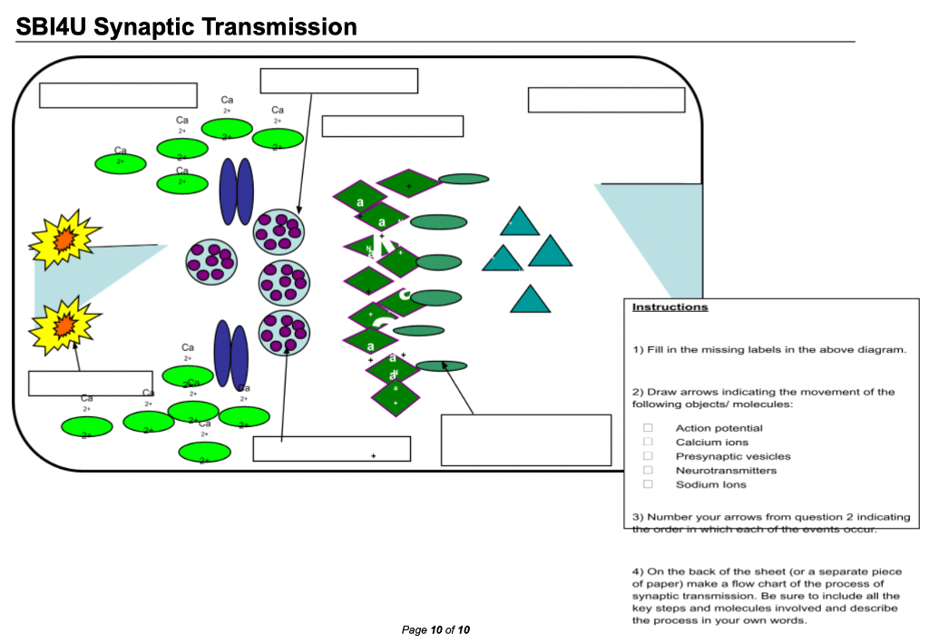 Solved SBI4U Synaptic Transmission 2+ Ca 2+ Page 10 of 10 | Chegg.com