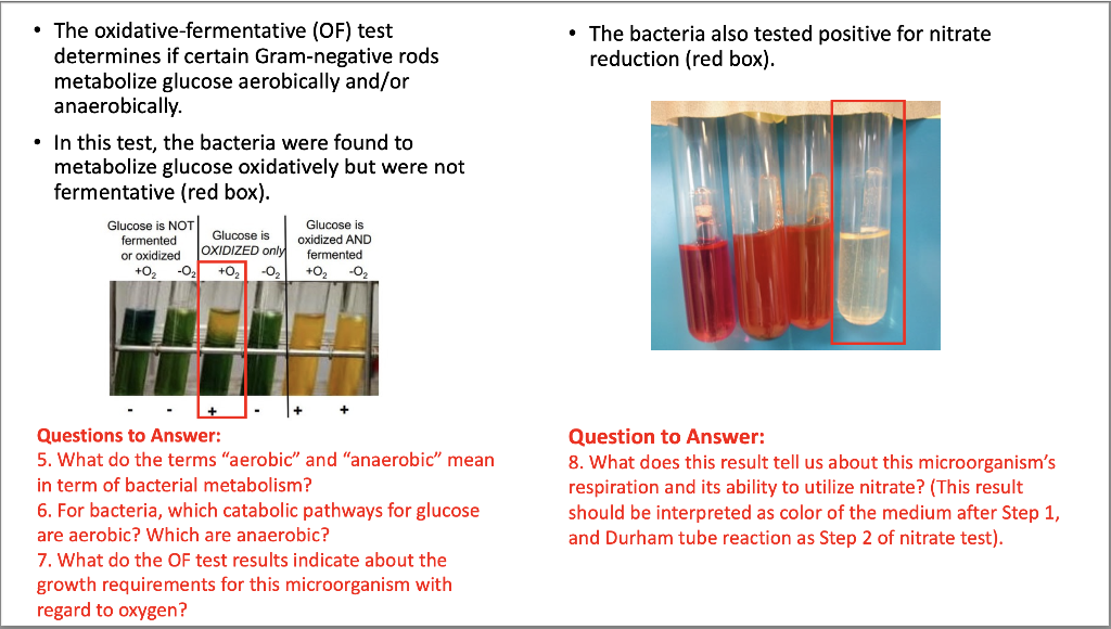 Solved . • The bacteria also tested positive for nitrate | Chegg.com