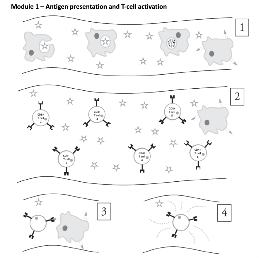 Solved Module 1 - Antigen presentation and T-cell | Chegg.com
