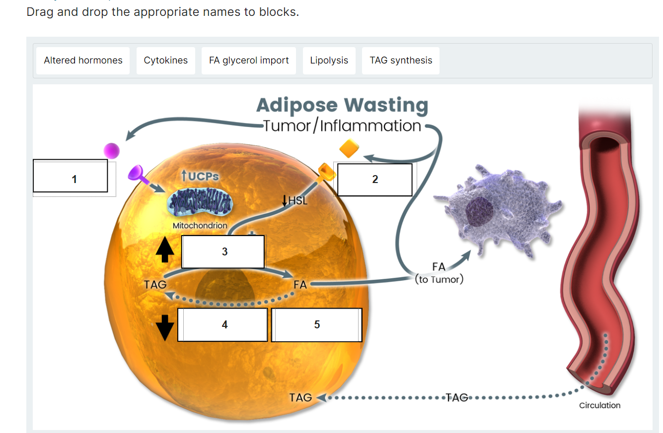 Solved Drag and drop the appropriate names to blocks. | Chegg.com