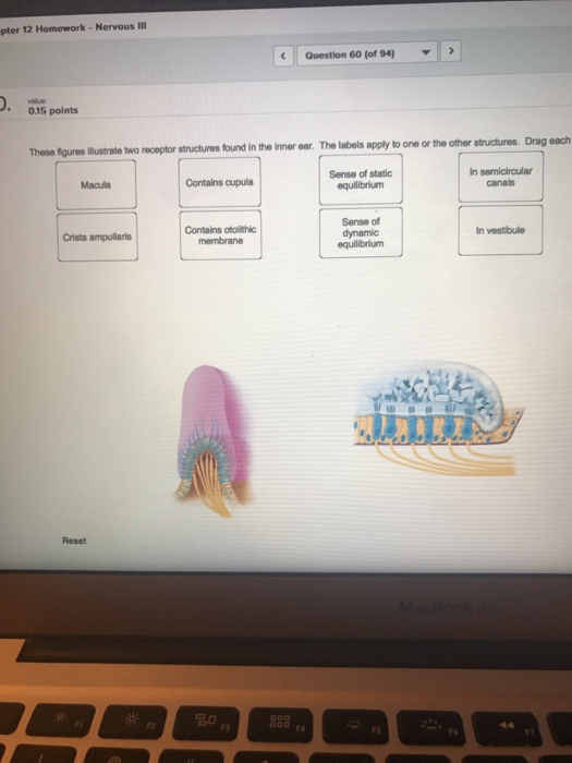 Solved Three figures illustrate two receptor structures | Chegg.com