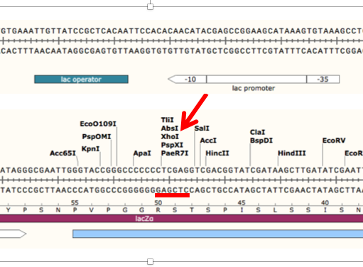 Solved 5. In lab, you amplified the GFP coding sequence by | Chegg.com