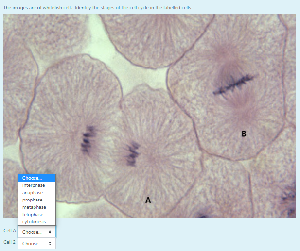 Solved The images are of whitefish cells. Identify the | Chegg.com