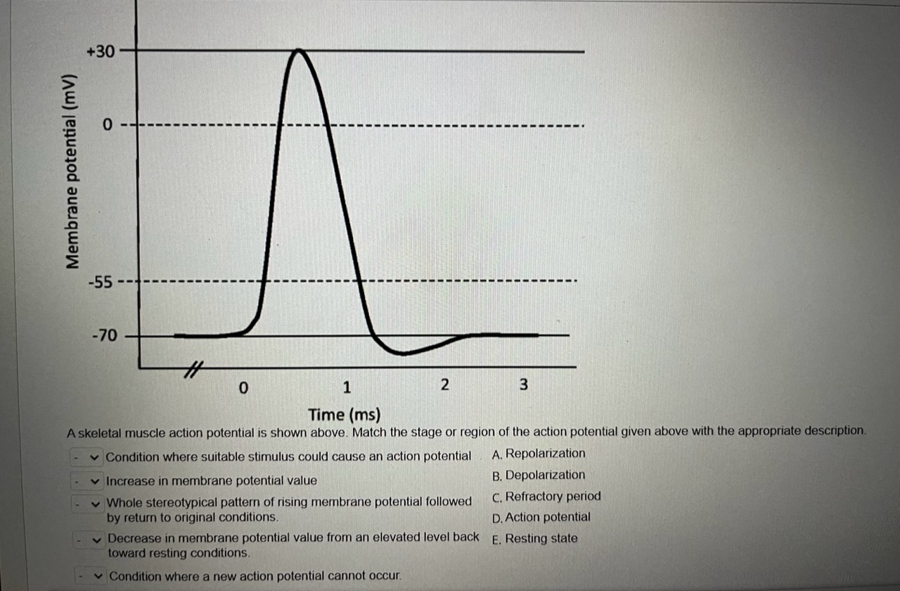 Action Potential Diagram Muscle