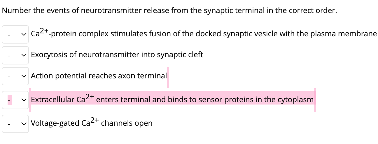 Solved Number the events of neurotransmitter release from | Chegg.com