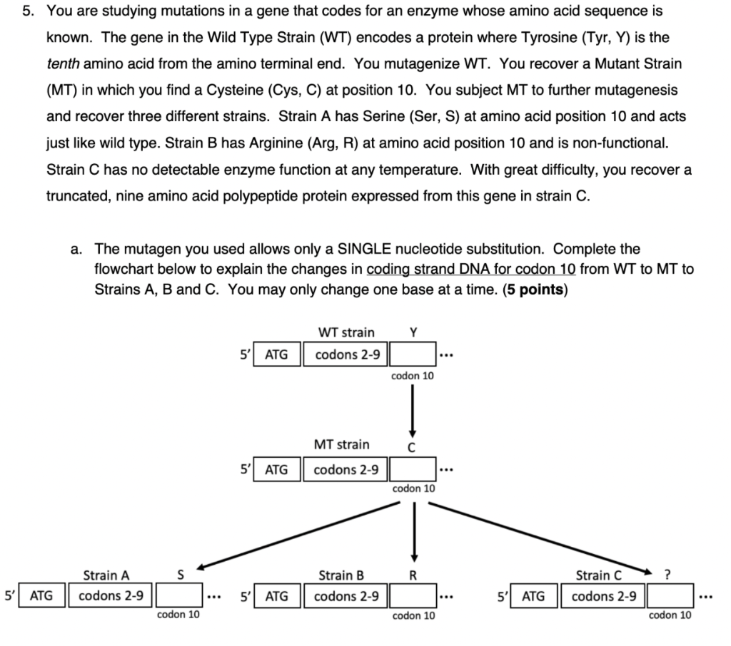 Solved 5. You are studying mutations in a gene that codes | Chegg.com