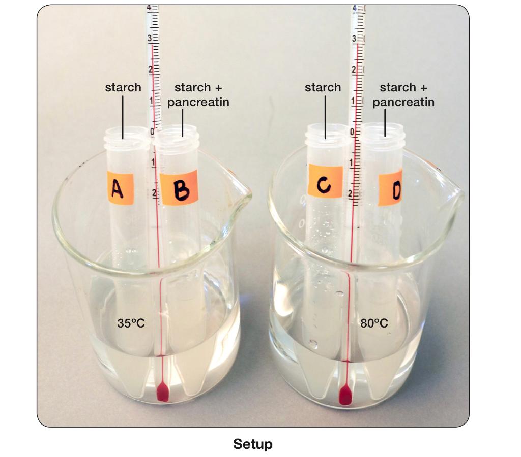 Solved 1. Describe at least one way by which the negative | Chegg.com
