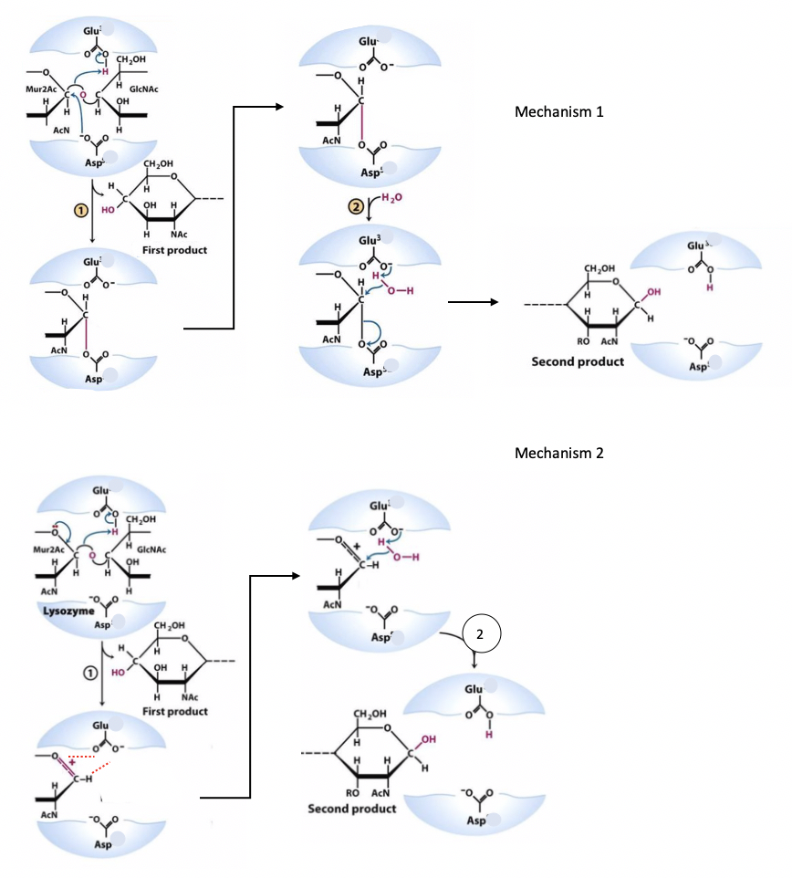 Solved For Mechanism 2, consider the pKa of the Asp residue | Chegg.com