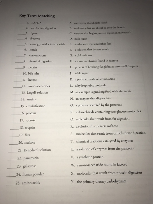 Solved Key Term Matching 1. BAPNA A. an enzyme that digests | Chegg.com