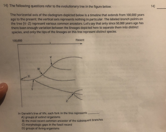 Solved 14) The following questions refer to the evolutionary | Chegg.com Solved 14) The following questions refer to the evolutionary | Chegg.com