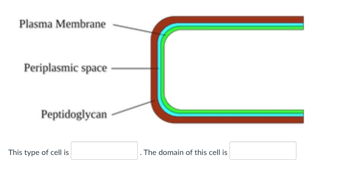 Solved Plasma Membrane Periplasmic space C C Peptidoglycan | Chegg.com