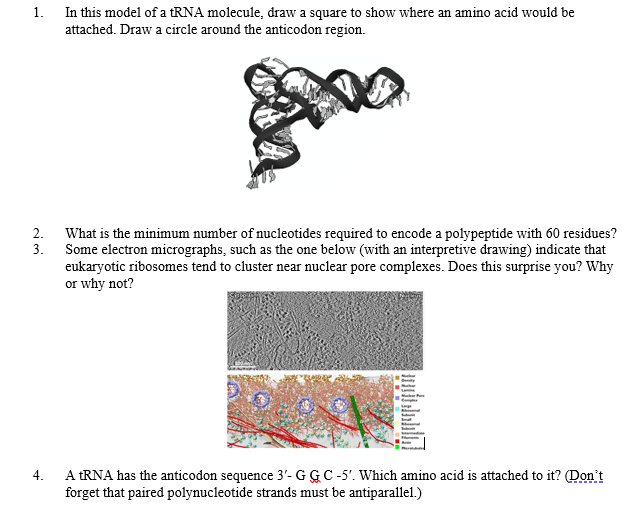 Solved 1. In this model of a tRNA molecule, draw a square to | Chegg.com