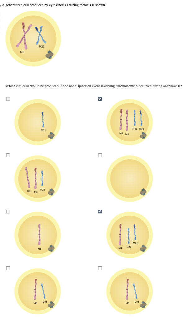 Solved A generalized cell produced by cytokinesis I during | Chegg.com