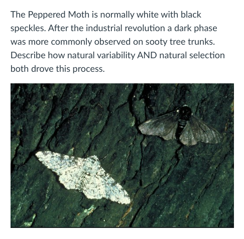 Solved The Peppered Moth is normally white with black | Chegg.com