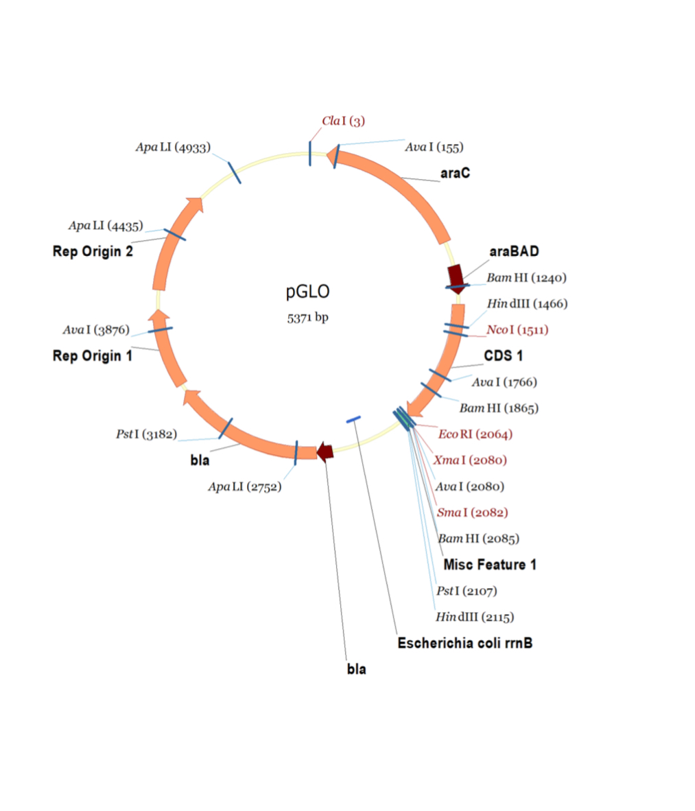 Solved question. 7) ) As per the basepair (bp) size location | Chegg.com