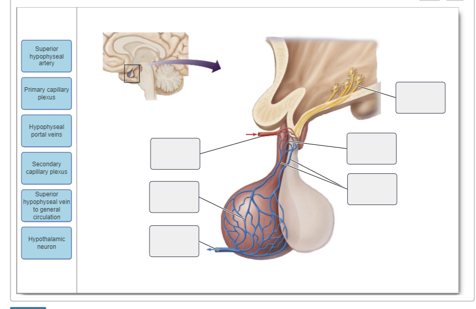 Solved Complete the Concept Map to describe one major | Chegg.com