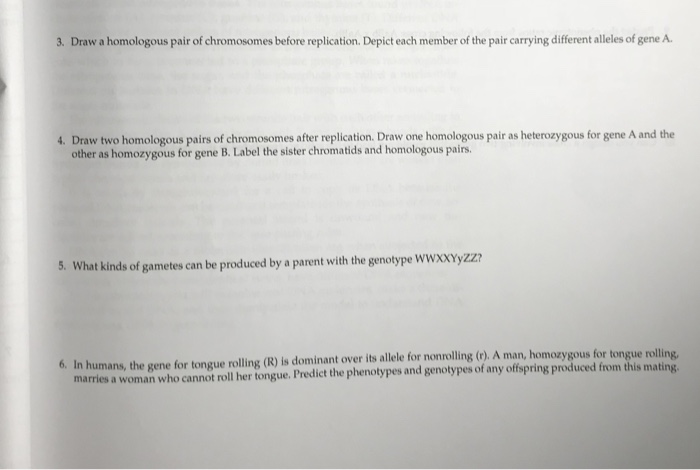 3. Draw a homologous pair of chromosomes before | Chegg.com