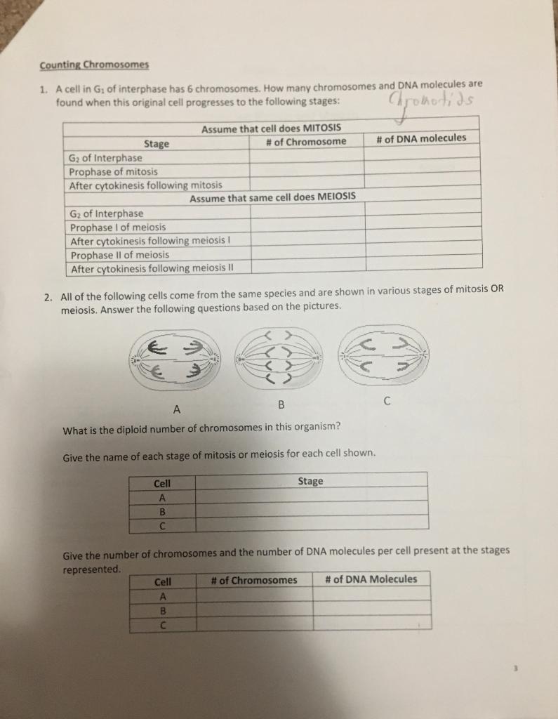 Solved Counting Chromosomes 1. A cell in G, of interphase | Chegg.com