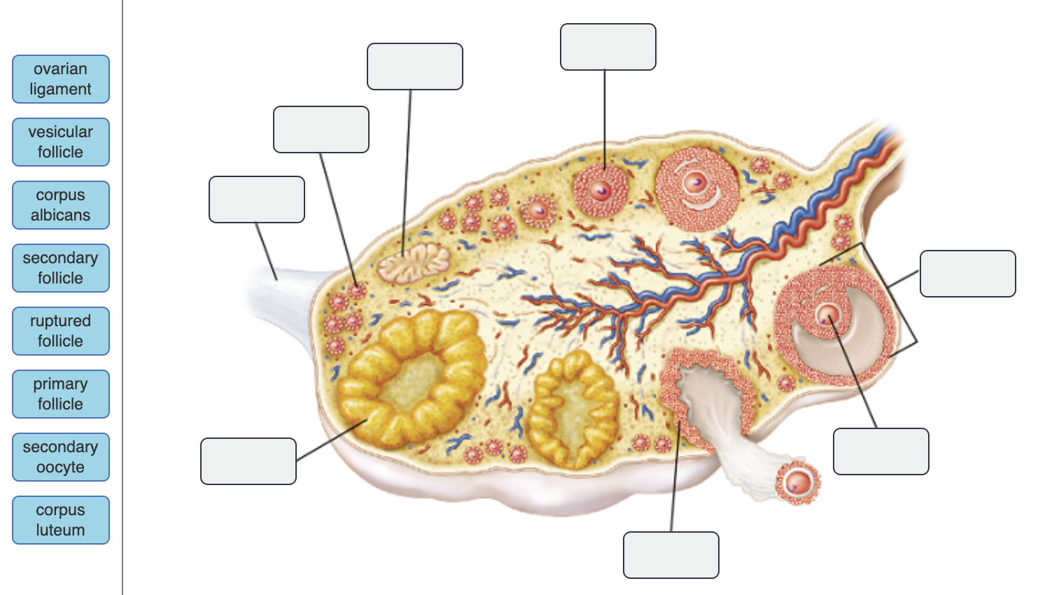 Solved ovarian ligament vesicular follicle corpus albicans | Chegg.com