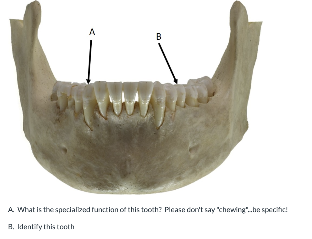 Solved A. What is the specialized function of this tooth? | Chegg.com